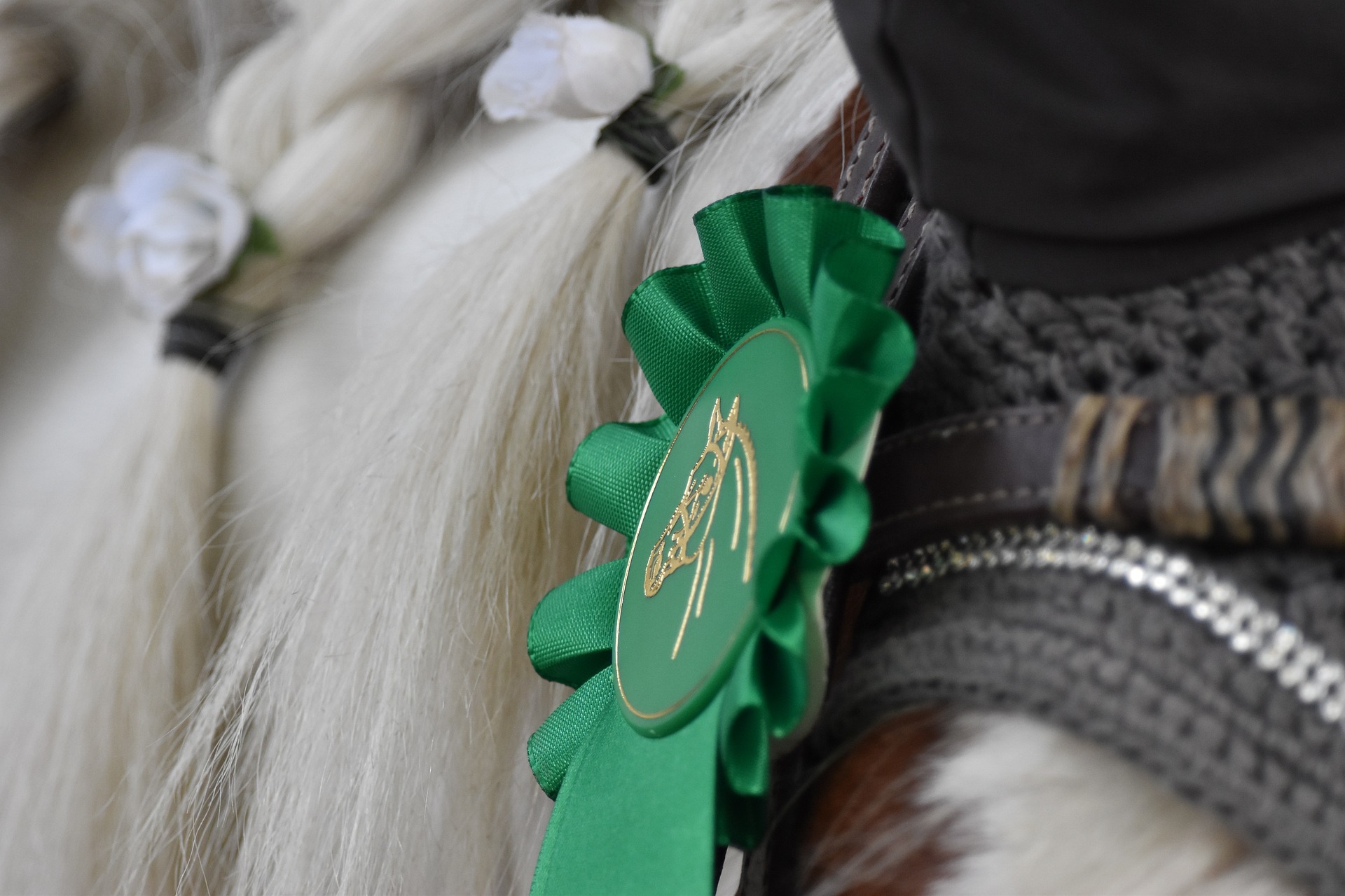 Welke kleur rozet hoor bij welke plaats? - Paardenfanaten