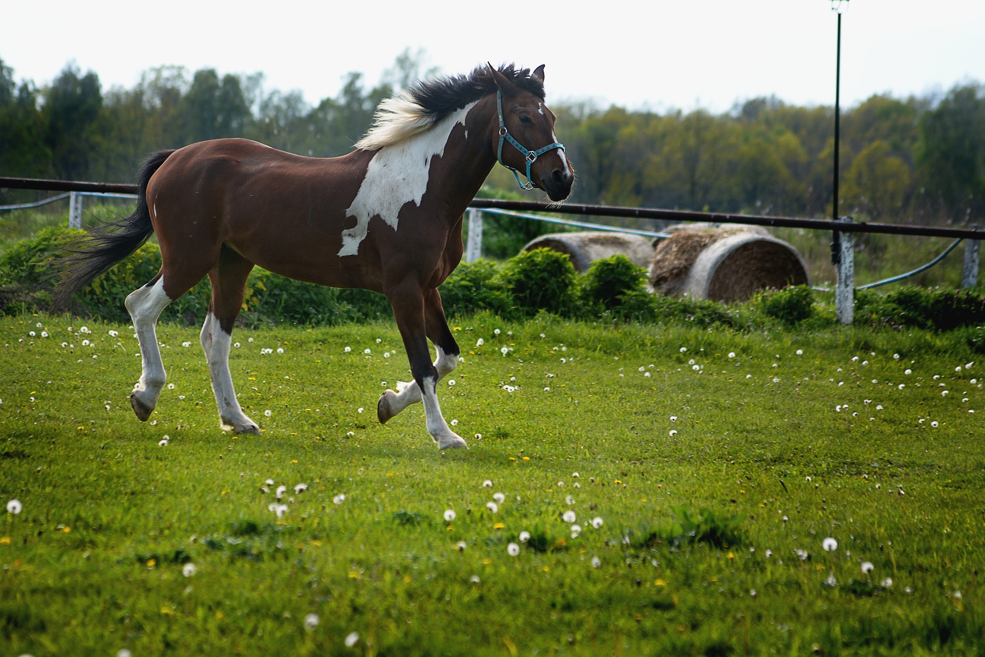Tien paarden met een bijzonder kleurtje - Paardenfanaten