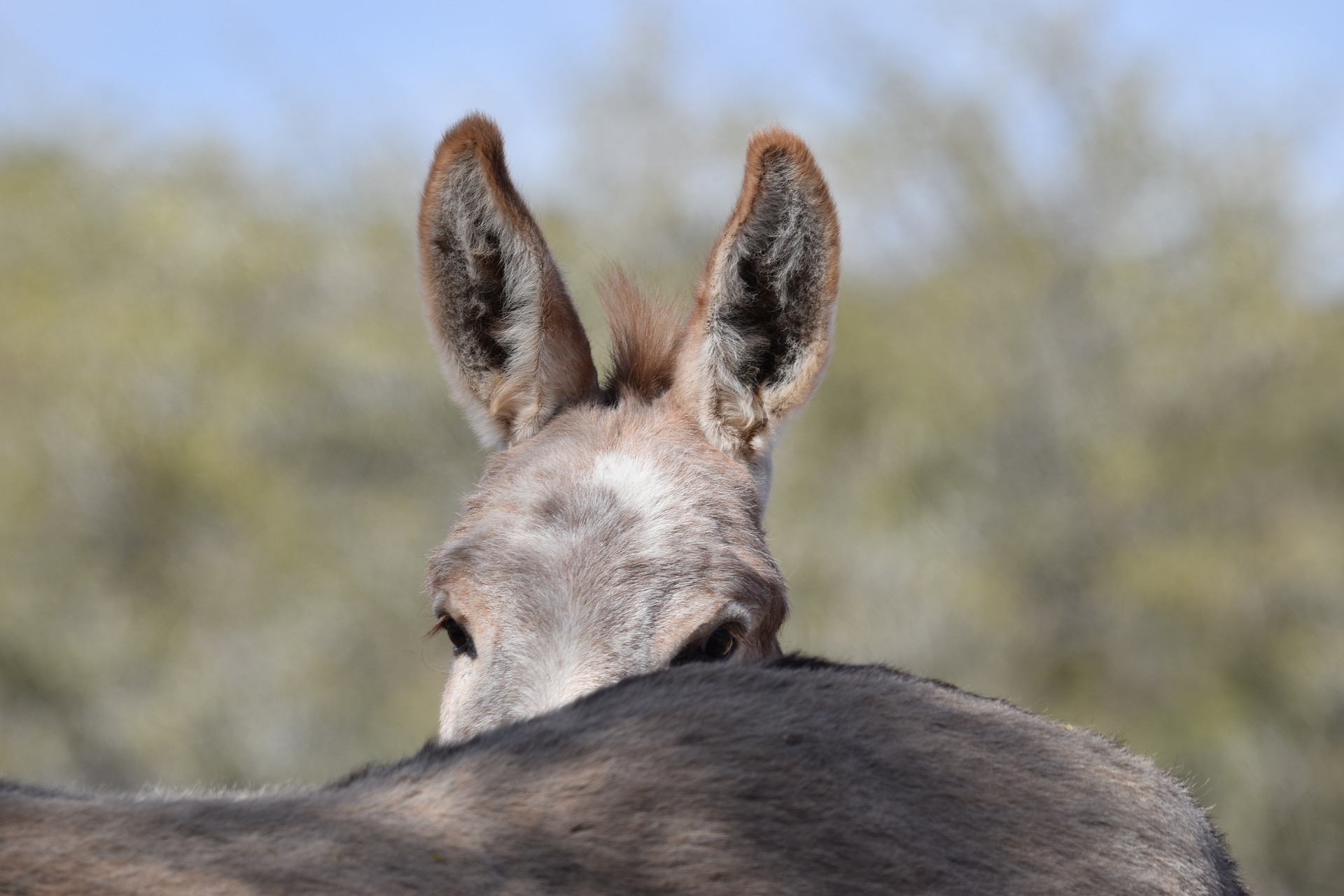 Muildier wint dressuurcompetitie in Engeland - Paardenfanaten