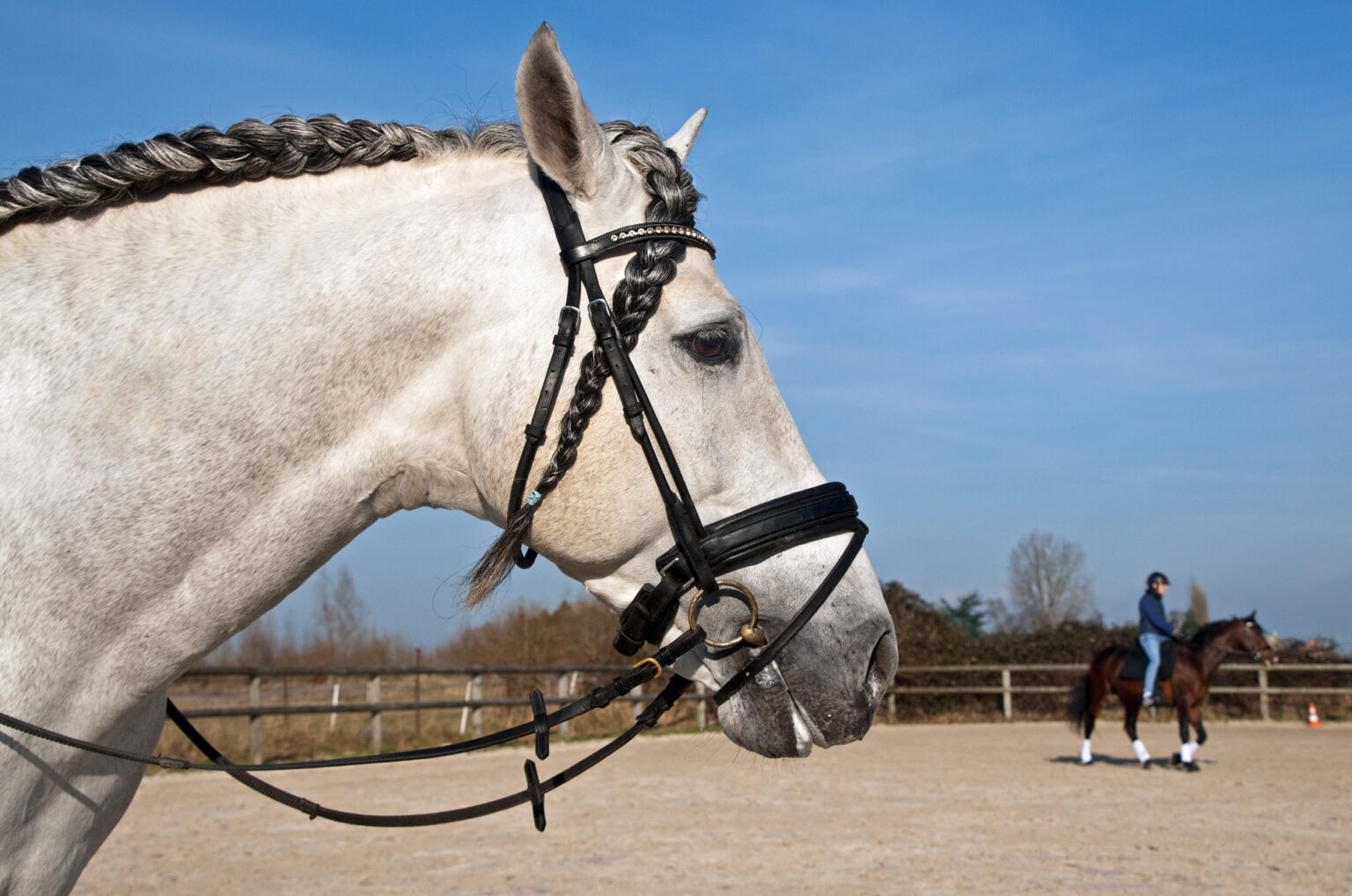 Verschil tussen een enkelgebroken en dubbelgebroken bit - Paardenfanaten