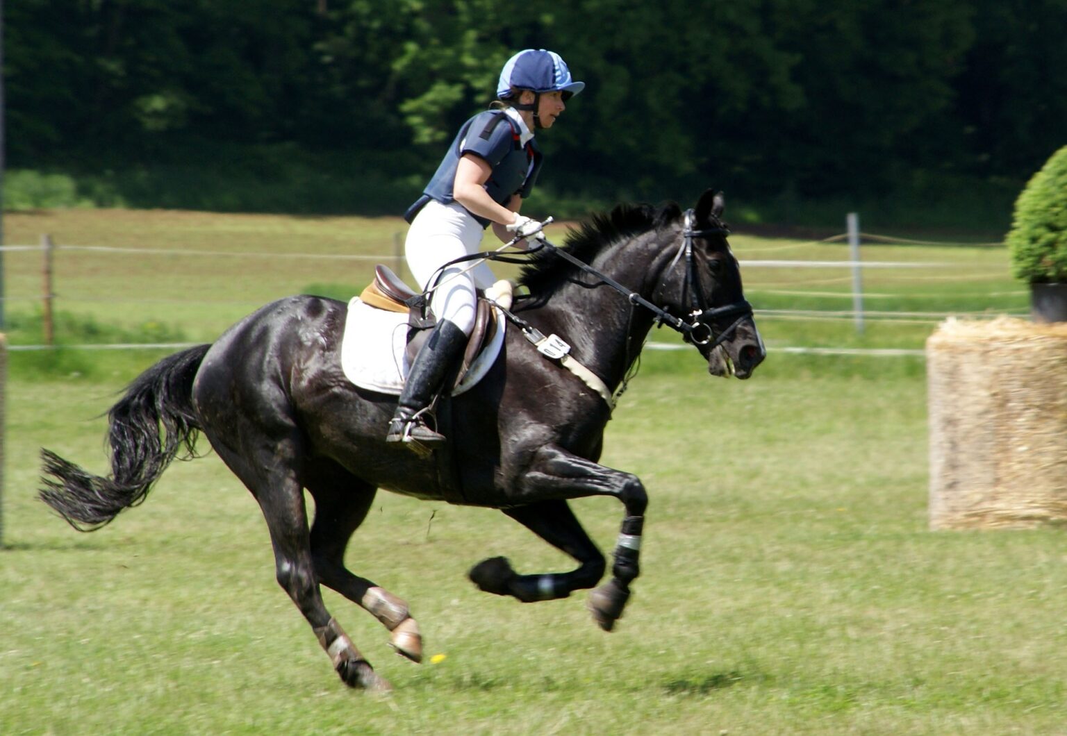 Verschil tussen een enkelgebroken en dubbelgebroken bit - Paardenfanaten